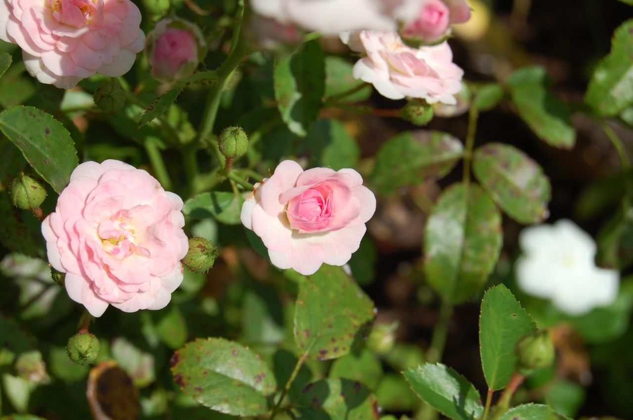 Jeannie's Fairy Rose Louisiana Garden: Fridays Flowers