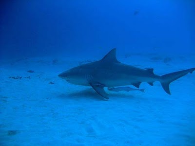 TIBURONES DEL MUNDO: Tiburón toro ó sardá (Carcharhinus leucas)