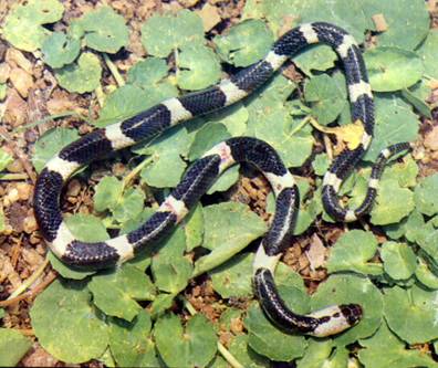 ceylon+krait (image)