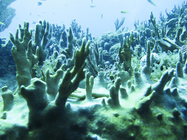 USVI Daily Photo: Coral Forest