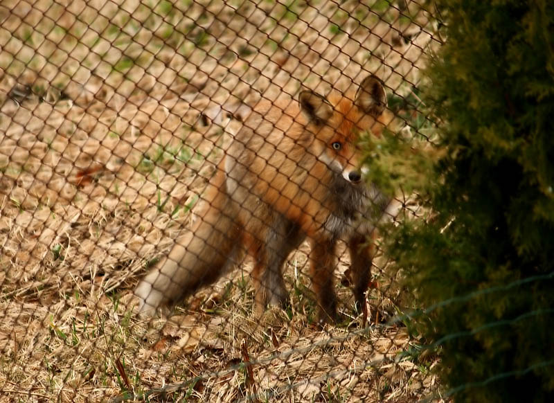 Suomalaisena Virossa: Sellainen kettu