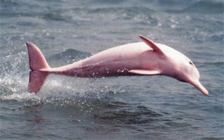 Asi Es Un Blog: Delfin Rosado o delfin rosa
