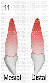 As 5 características dos incisivos que você precisa conhecer