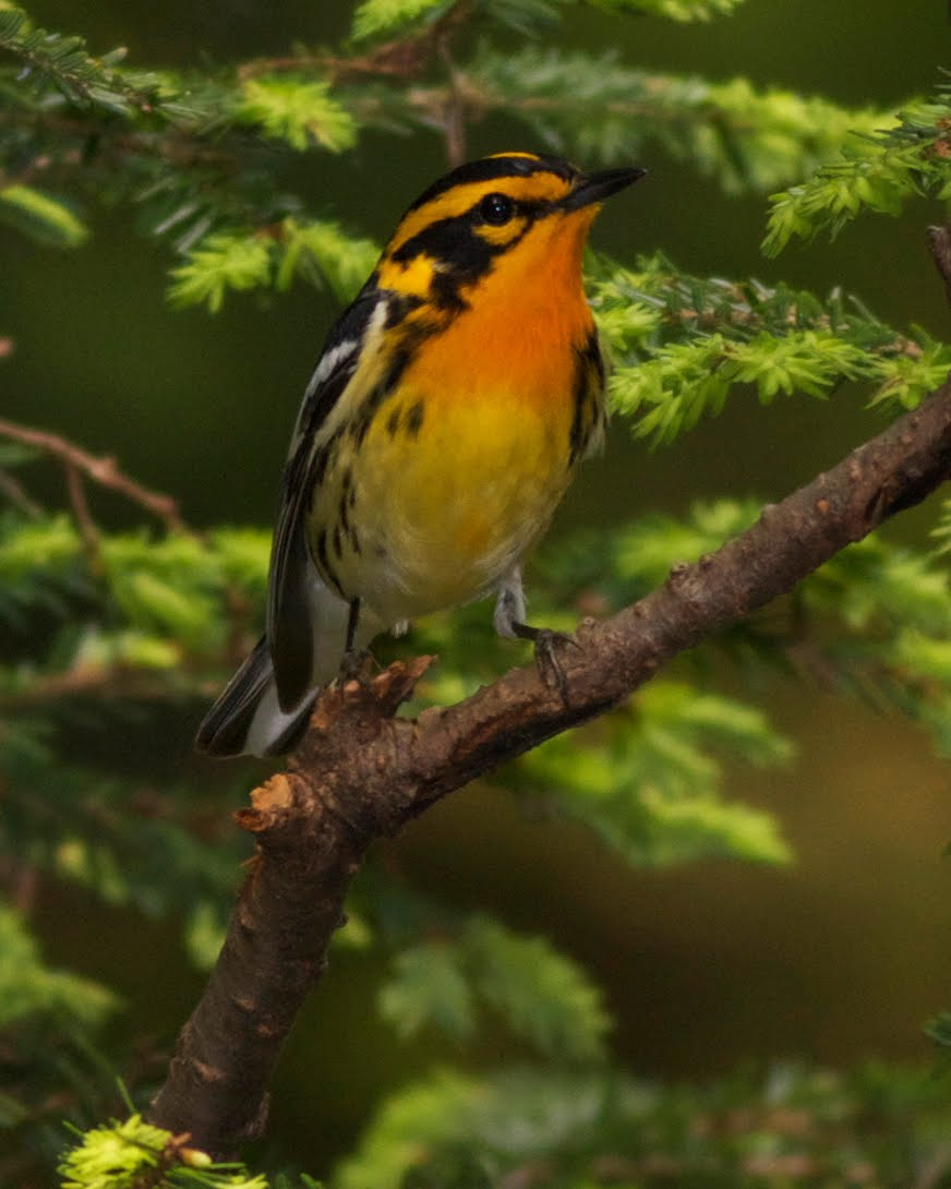 BirdBoy: Northeast Kingdom-Vermont