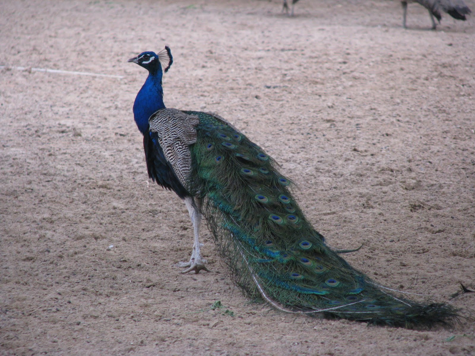 Life in Kuwait Blog: Actual Zoo Animals