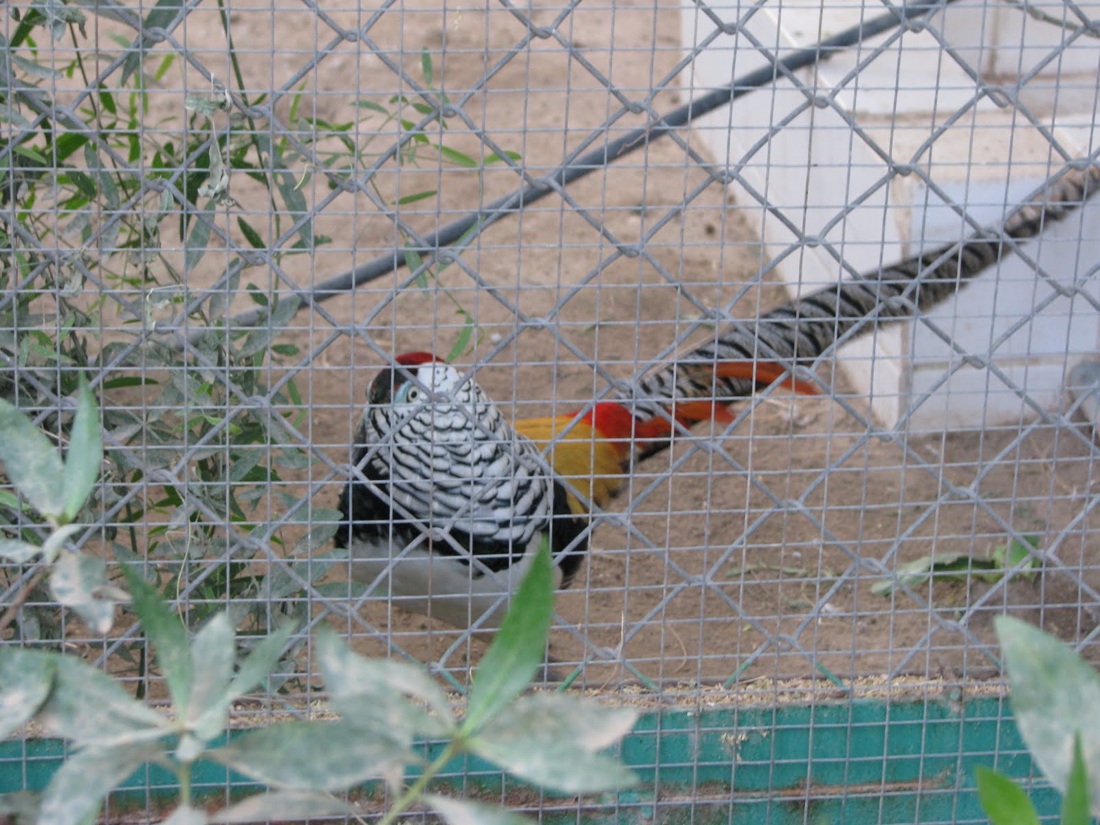 Life in Kuwait Blog: Actual Zoo Animals