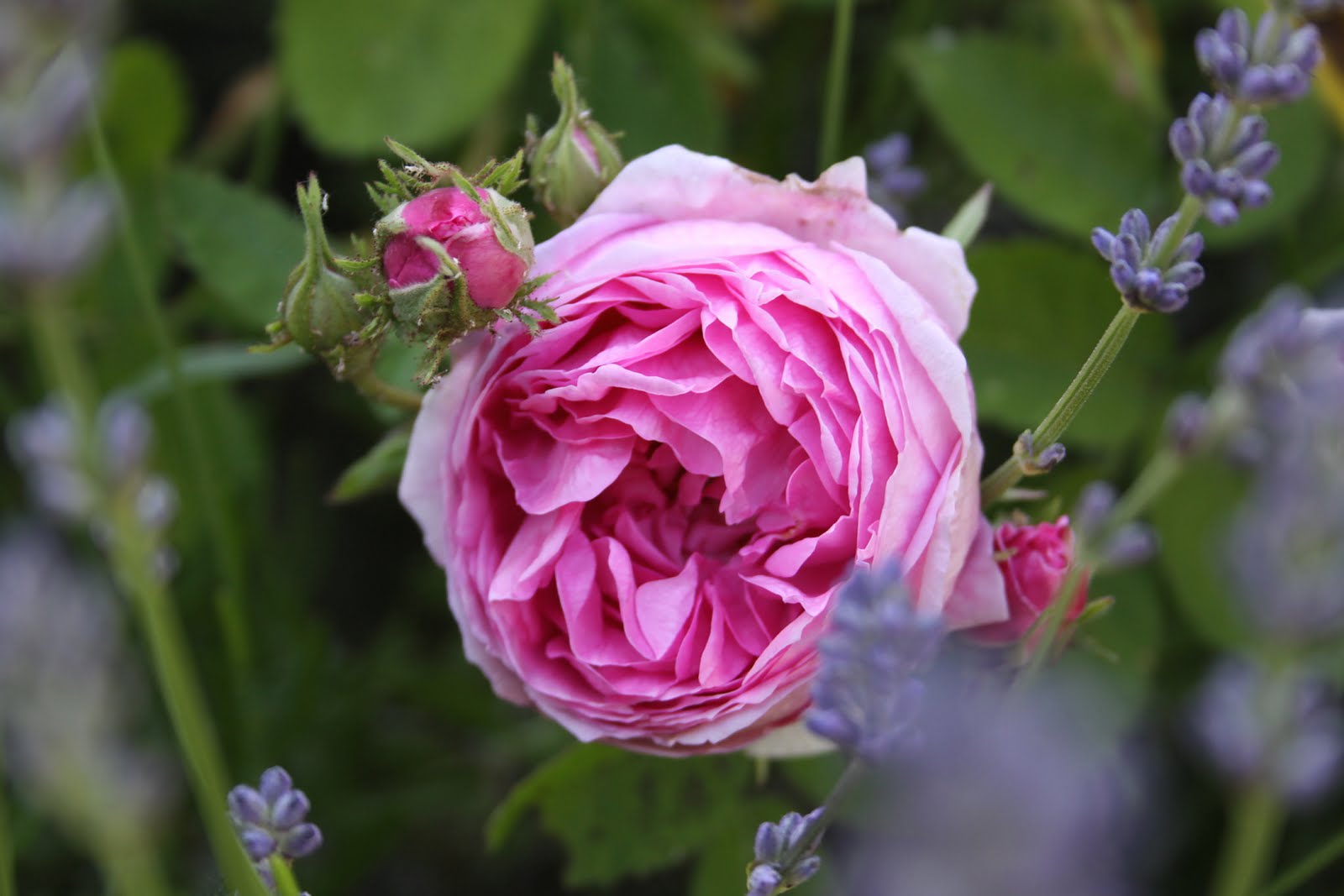 Vintage Home: Roses, Roses, Roses!