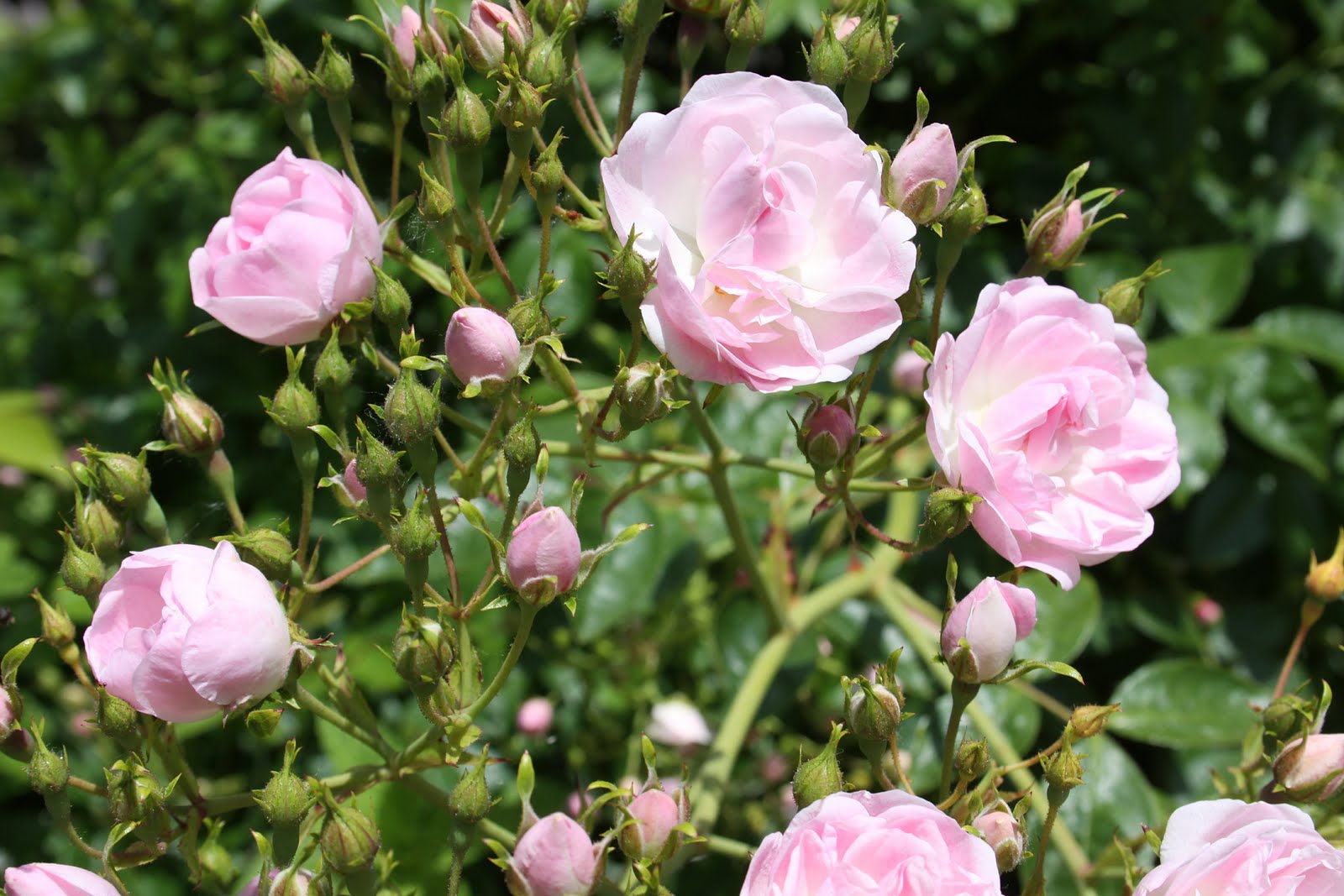 Vintage Home: Roses, Roses, Roses!