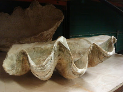 Island Living Designs: Resin Shell Fossils