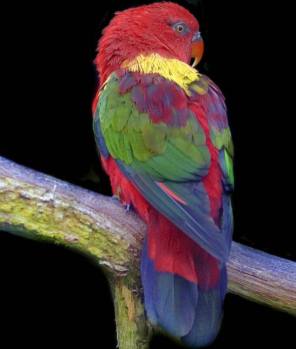 Most Amazing Photos from the World Cultures: 10 Extraordinary Birds ...