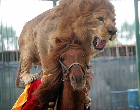 World Best Funny & Entertainment Pics: Crazy Lion & Tiger Show in China