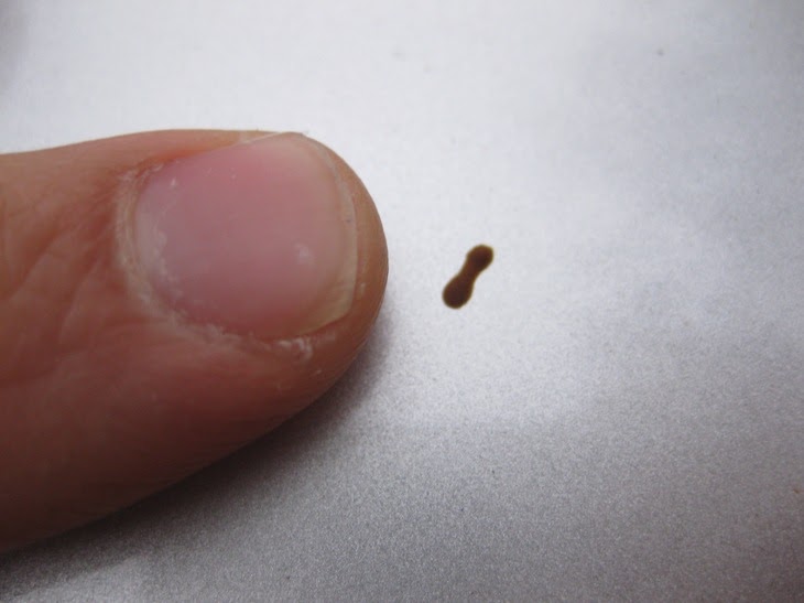 Green Laker: California Curiosity - Bee Poop