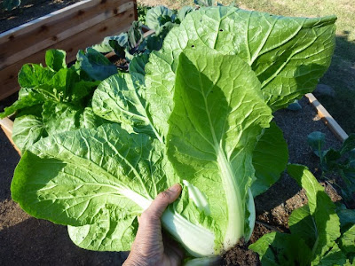 Foods For Long Life: Vegan Thai Garden Stir Fry With Rice Noodles ...