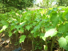 TANAMAN POKOK JARAK: KHASIAT