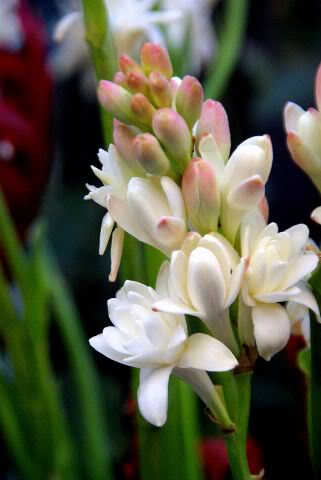 1000+ images about Nardos (Tuberose) on Pinterest