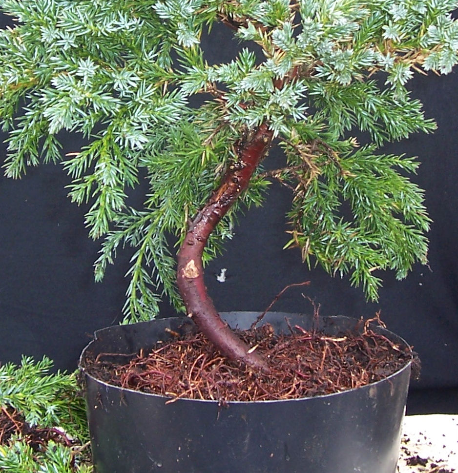 mikobonsai_articles: Wee Trees Competition 2010 - Styling of my entry tree