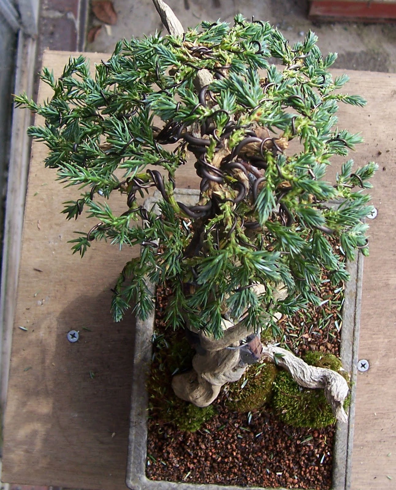 mikobonsai_articles: Wee Trees Competition 2010 - Styling of my entry tree