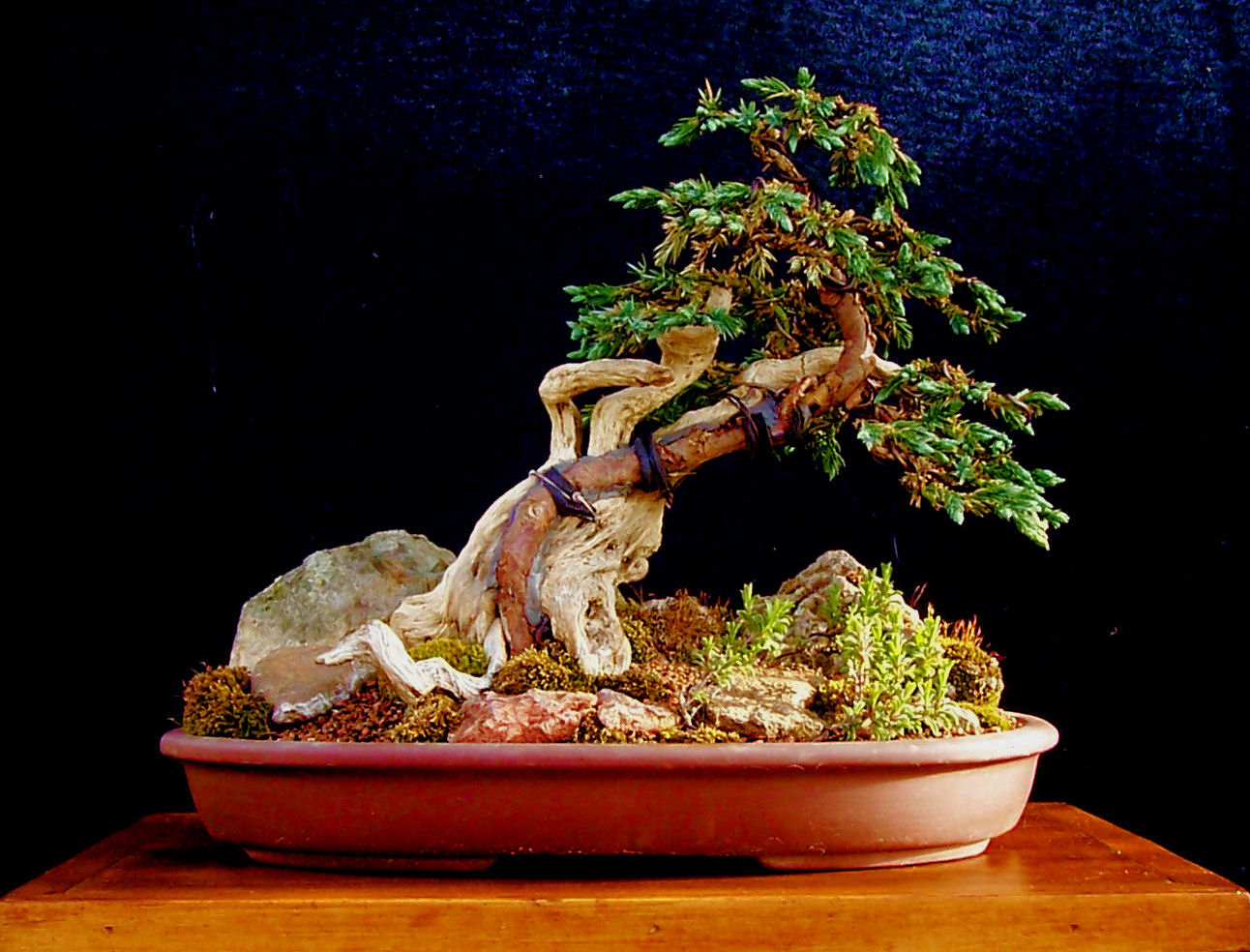 mikobonsai_articles: Wee Trees Competition 2010 - Styling of my entry tree