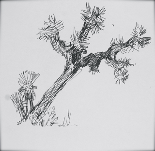 Open To the Wind: Joshua Tree Drawings