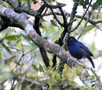 Birds of Sri Lanka