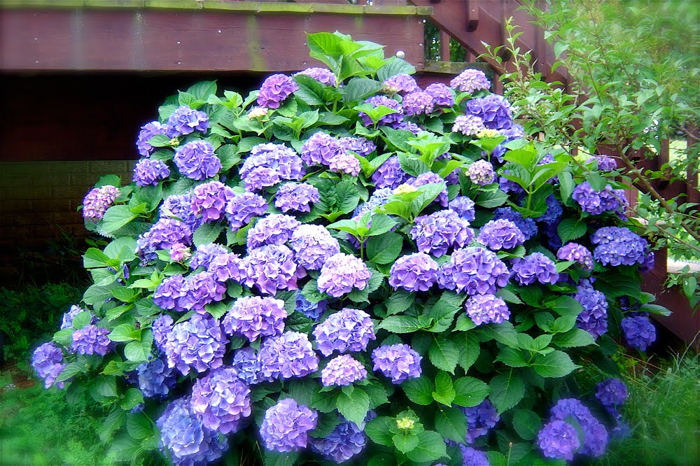 The Empty Nest: UPDATE: Let's Make Babies!! or 'How to Propagate Your ...