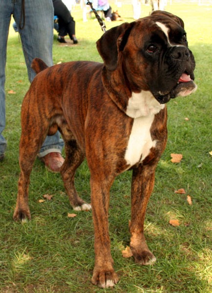 totsobreelsgossos: El Boxer