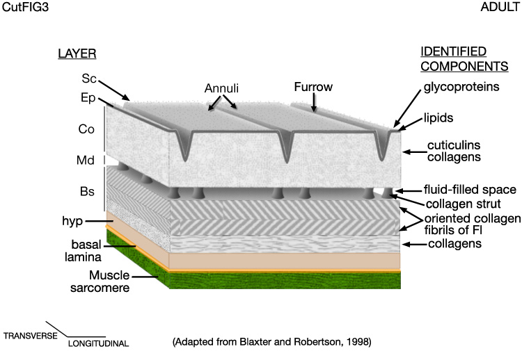 Clube da Patologia: A MEMBRANA BASAL