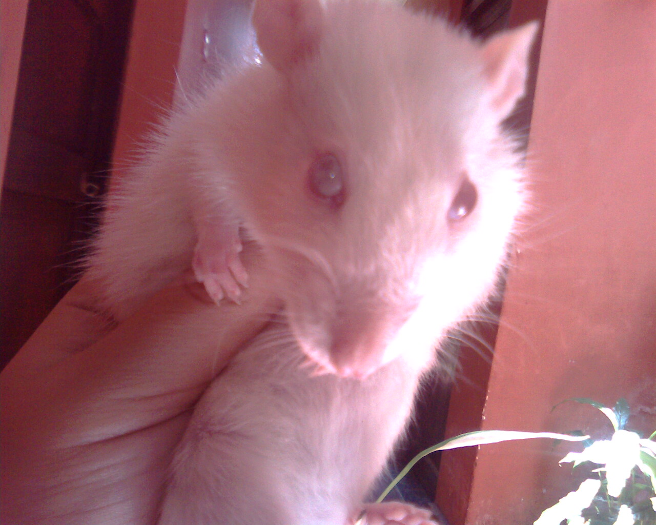 El mundo de las ratas