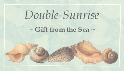 The Silver Sands of St. Augustine: Double-Sunrise Shell {A Tree Grows ...