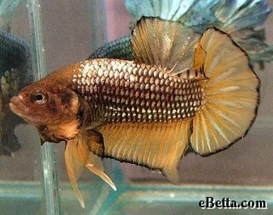 TENTANG IKAN CUPANG(BETTA.Splendens) | GoestY's Junction Blog
