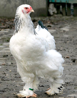 Gaini de rasa -- Breed Hen