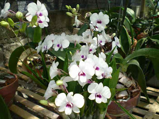 Putri Agustina's Blog: ORCHIDACEAE==>>SUKU ANGGREK-ANGGREKAN