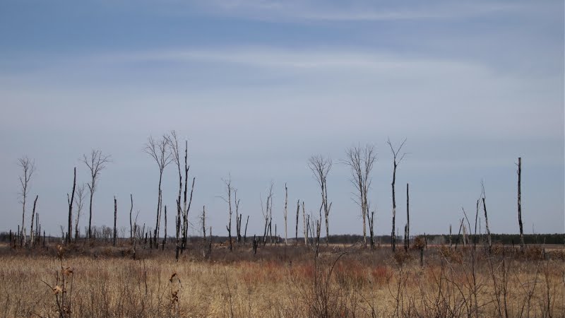 The Mighty Pen: Macbeth: Act 1, Scene 3: A heath near Forres