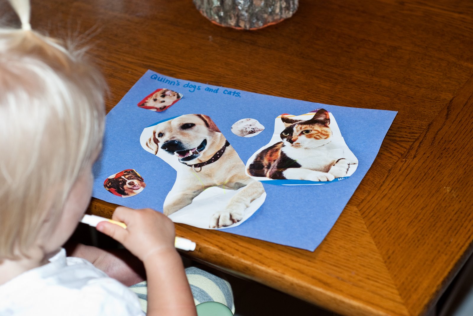 Teach Your Children Well: Cats and Dogs Collage