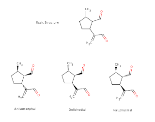 Bridgehead Carbons: Walkingstick Molecules