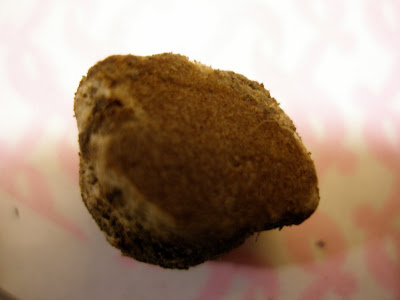 The Boulder Belt Blog: Eugene Finds Truffles