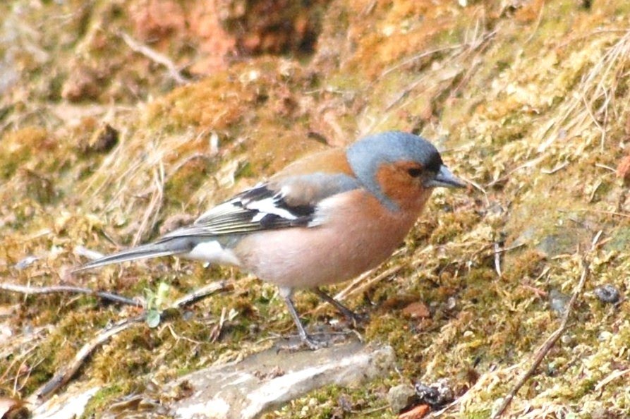 O Tentilhâo Ancestral