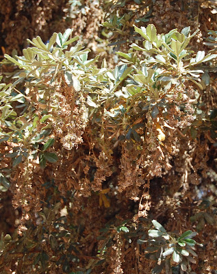 Plantas: Beleza e Diversidade: Flora Peruana # 9 - Polylepis incana