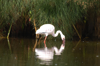 Imagens da vida animal: Flamingo-pequeno (Phoenicopterus minor)