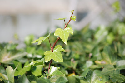 Plantas: Beleza e Diversidade: Plantas ornamentais: A Hera ( Hedera helix)