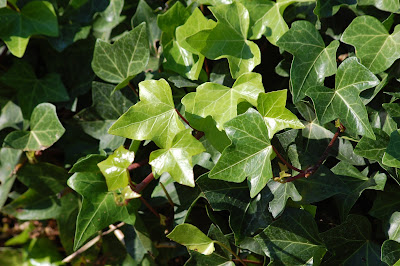 Plantas: Beleza e Diversidade: Plantas ornamentais: A Hera ( Hedera helix)