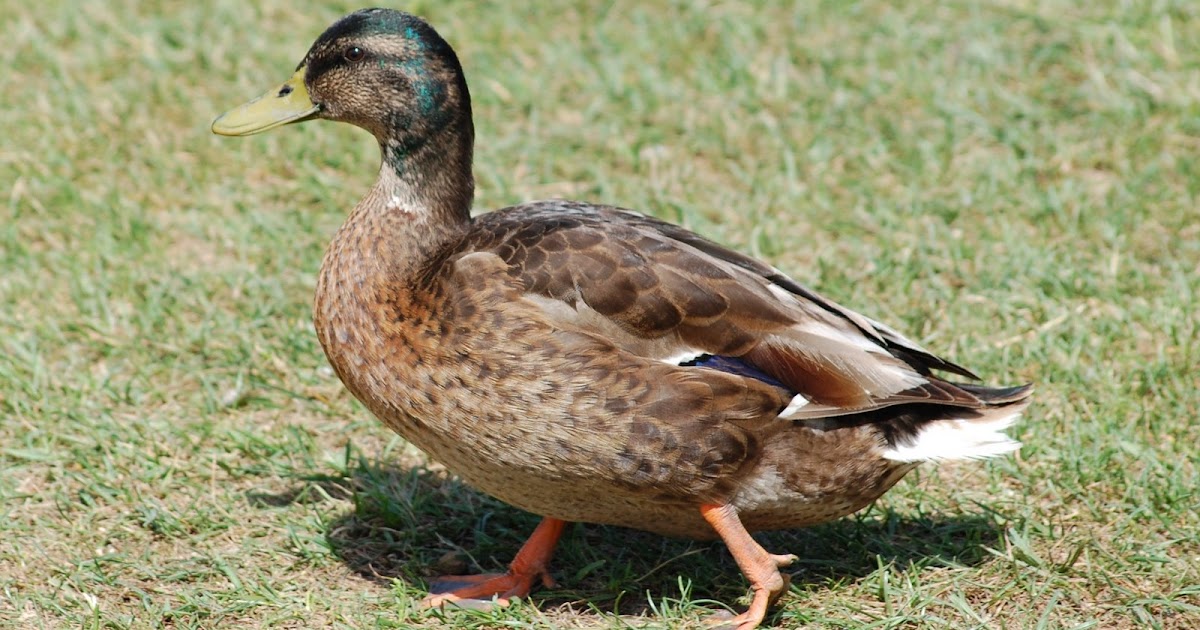 Imagens da vida animal: Fêmea de Pato-real (Anas platyrhynchos)