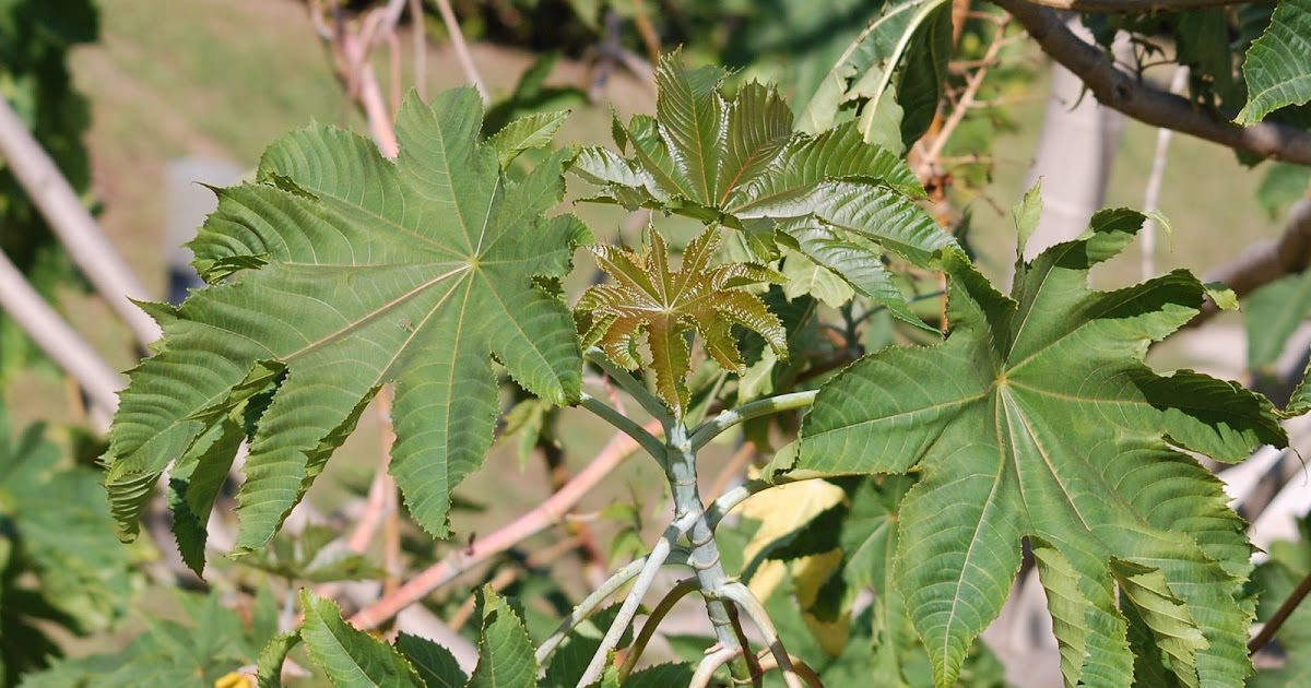 Plantas: Beleza e Diversidade: Rícino (Ricinus communis)