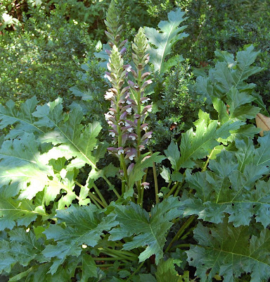 Plantas: Beleza e Diversidade: Plantas ornamentais:Acanto (Acanthus mollis)