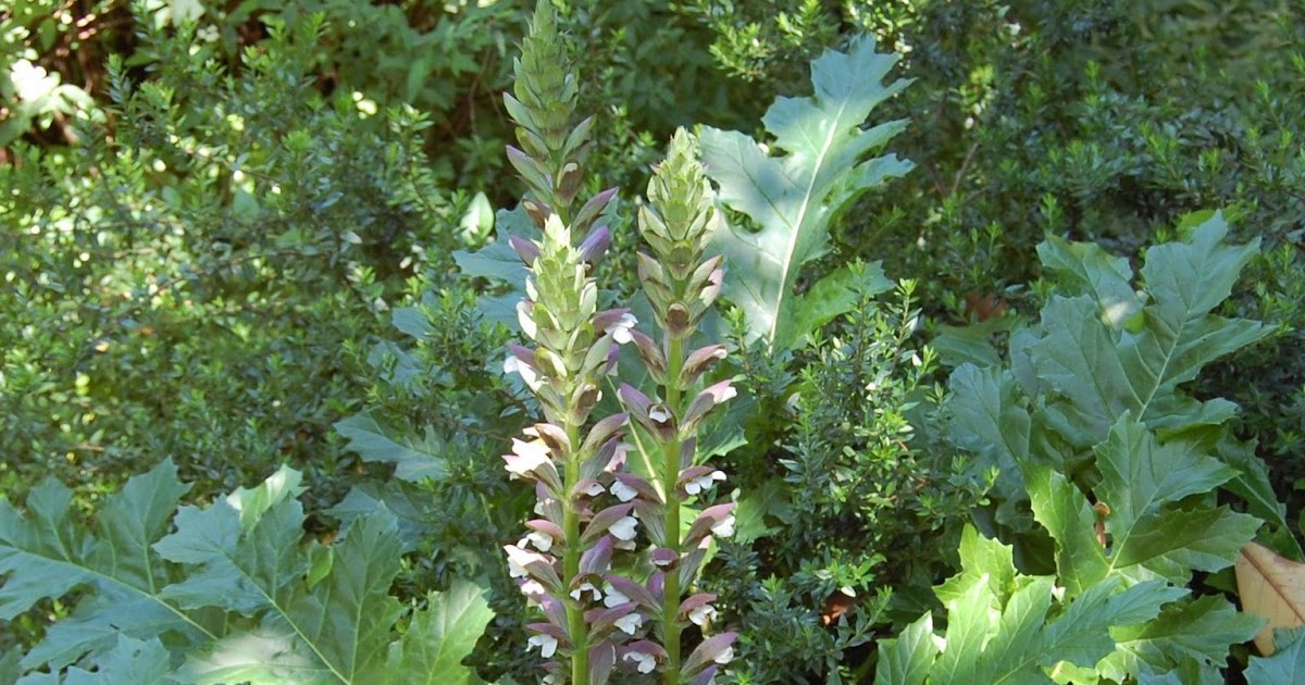 Plantas: Beleza e Diversidade: Plantas ornamentais:Acanto (Acanthus mollis)