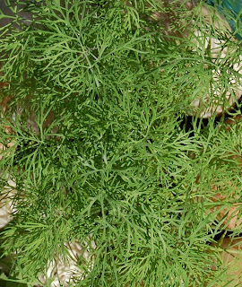 SALADAS PARA O DIA A DIA: ENDRO, ANETO OU DILL