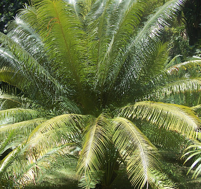 Plantas: Beleza e Diversidade: Cycas circinalis