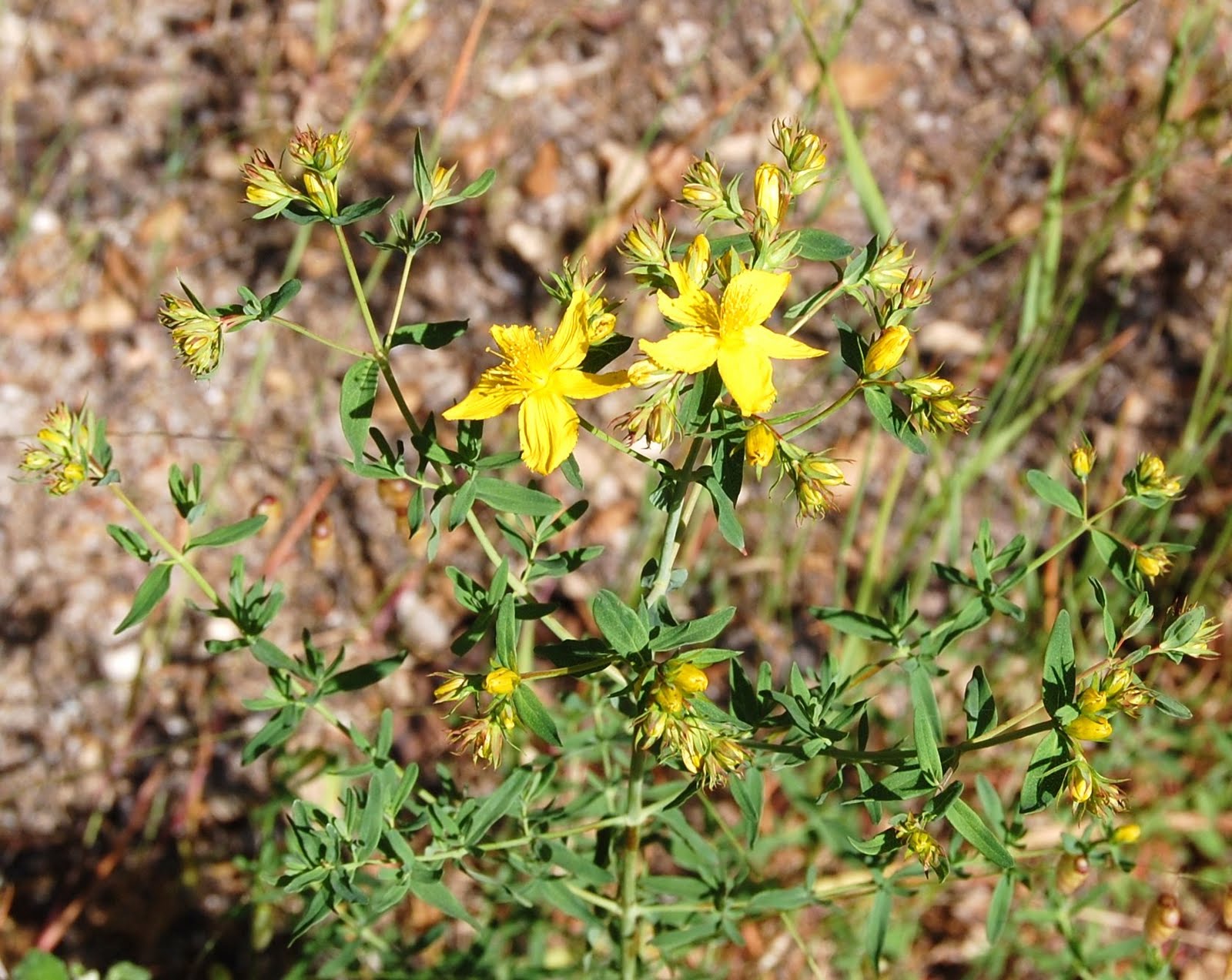 Plantas: Beleza e Diversidade: Hipericão ( Hypericum perforatum)