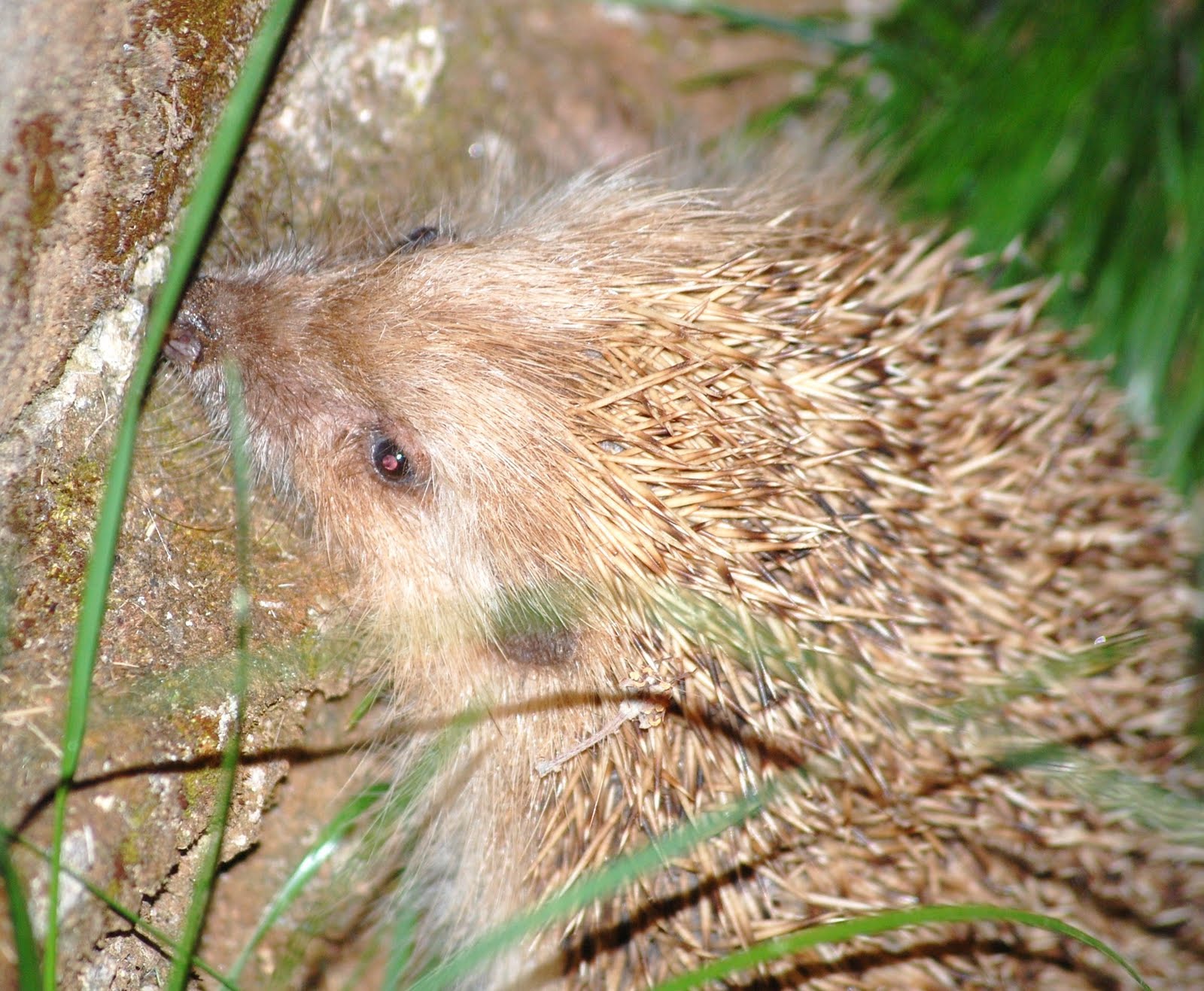 Imagens da vida animal: Ouriço-cacheiro (Erinaceus europaeus)