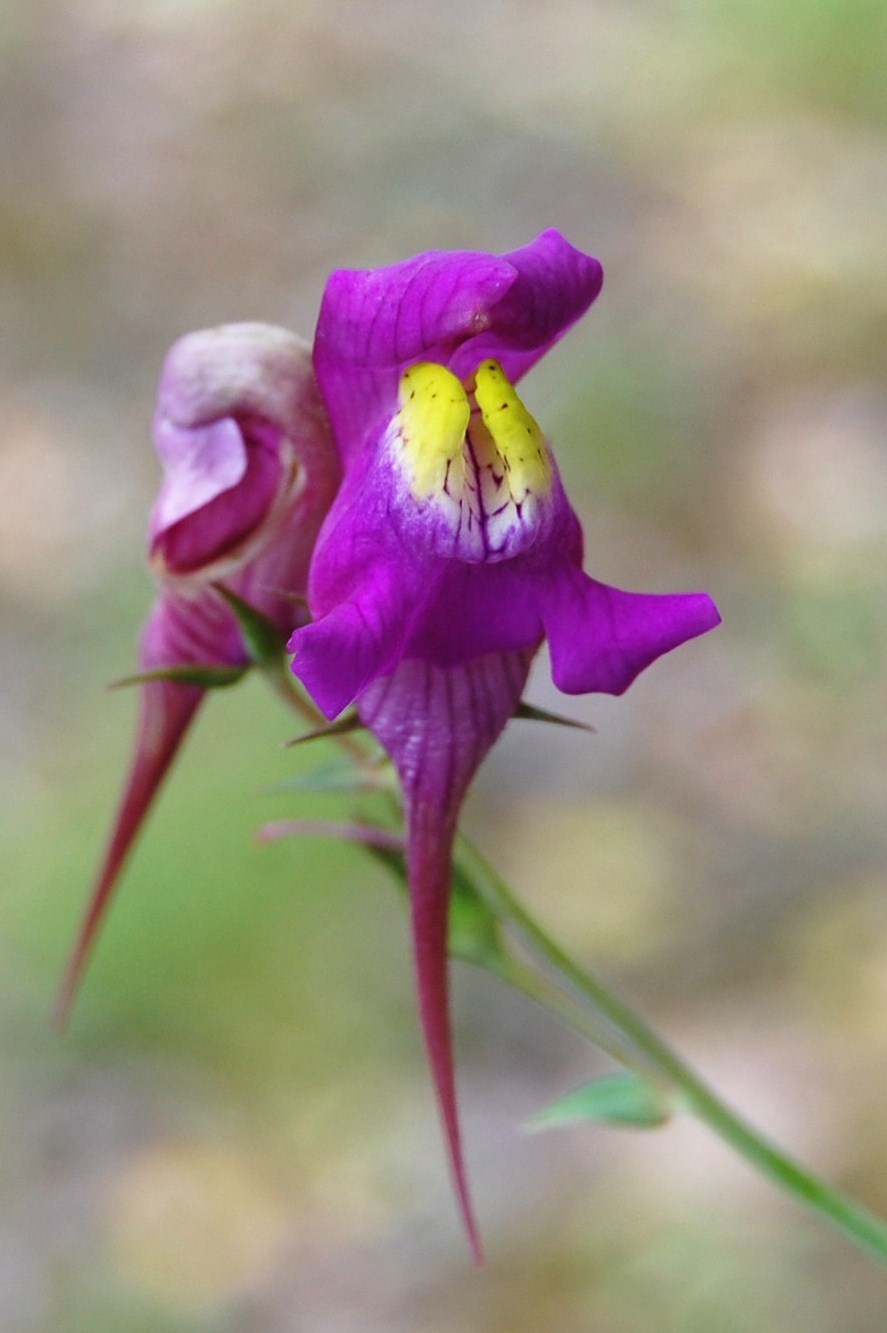 Plantas: Beleza e Diversidade: Esporas-bravas (Linaria triornithophora)